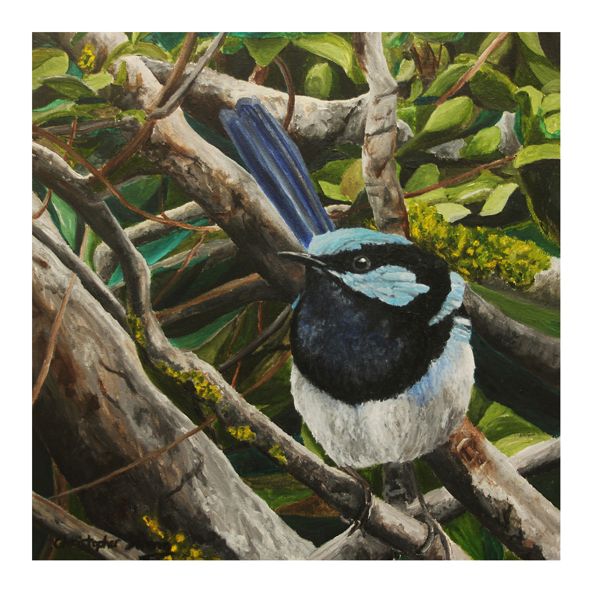 male wren prints template square