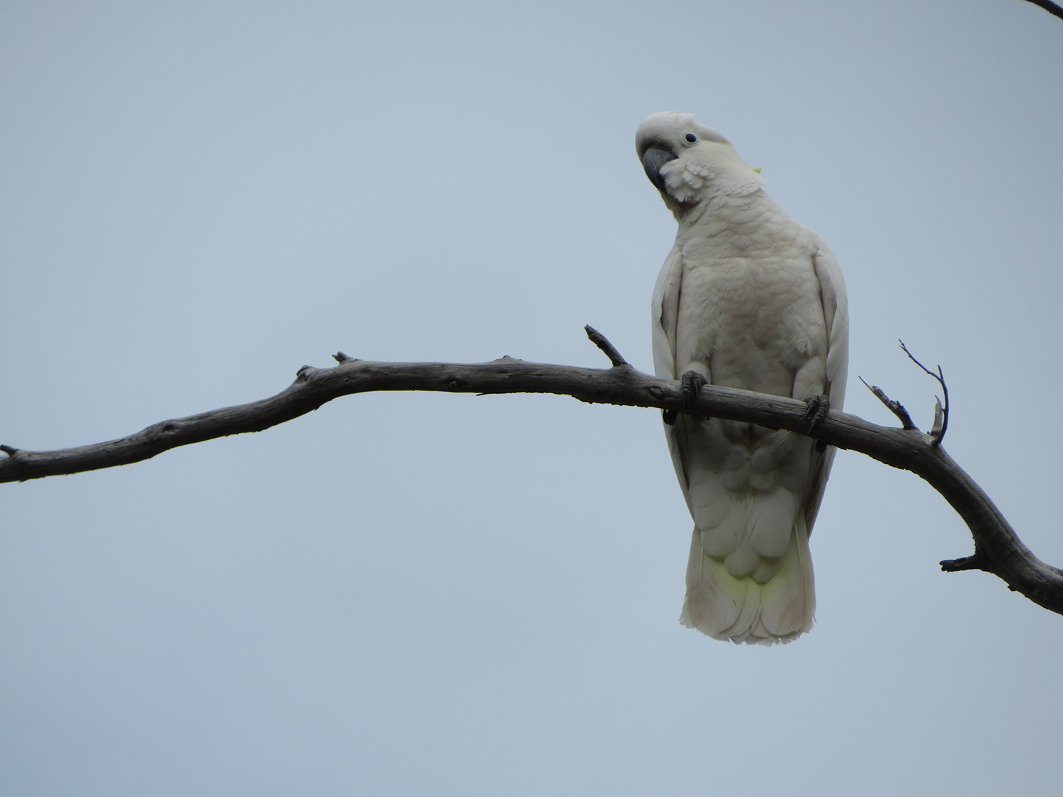 cocky bird website 1500